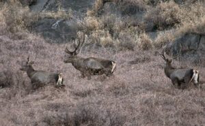 Dachigam National Park - Srinagar, Kashmir